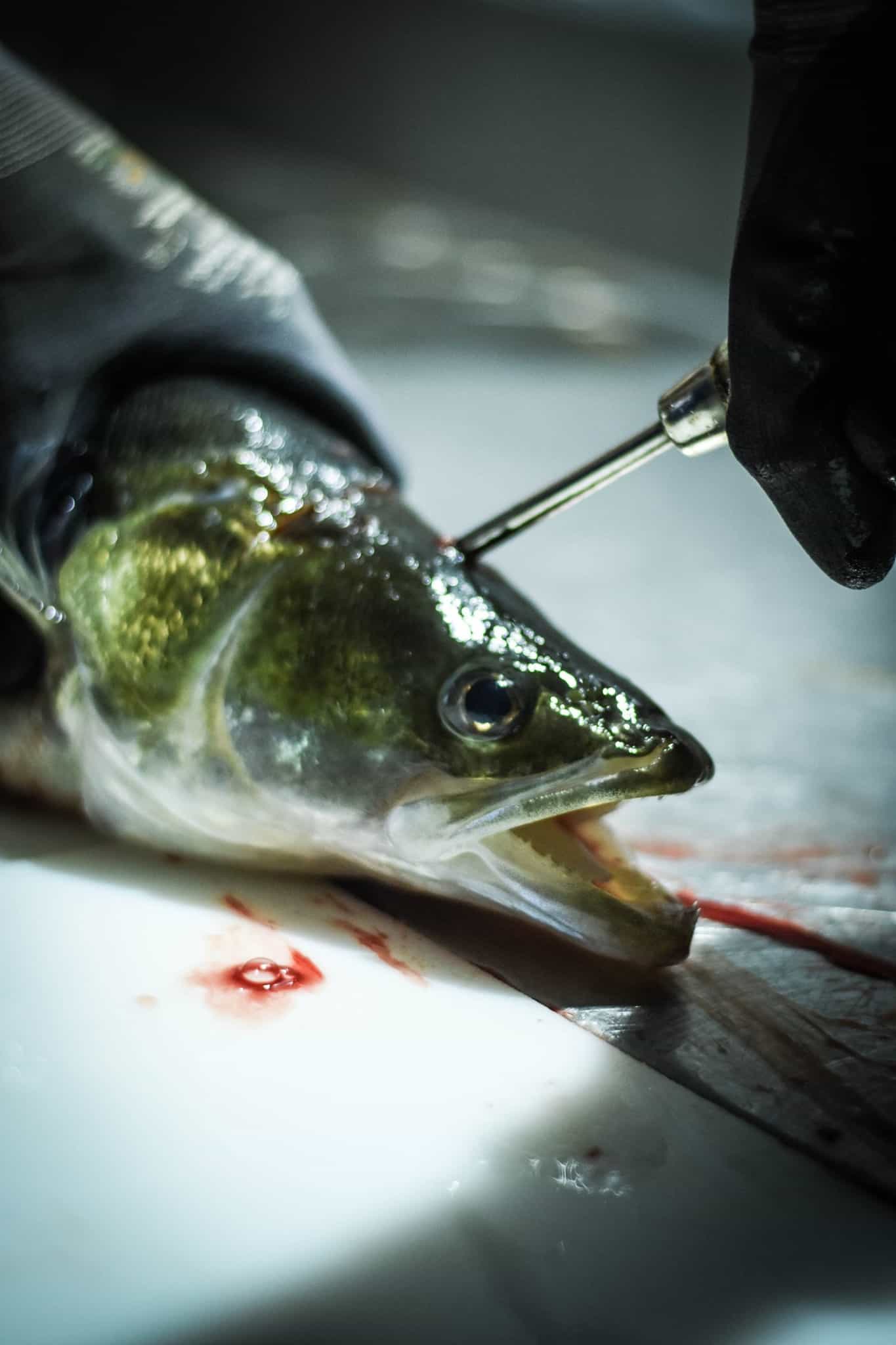 Ike Jime: So töten japanische Profis Fische – Rolling Pin